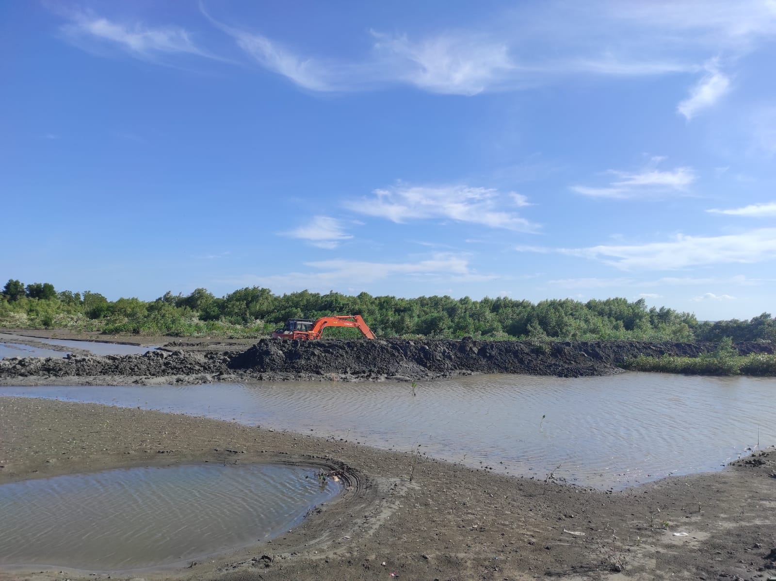 Demi Tambak, Kawasan Mangrove di Pinrang Dibabat Habis