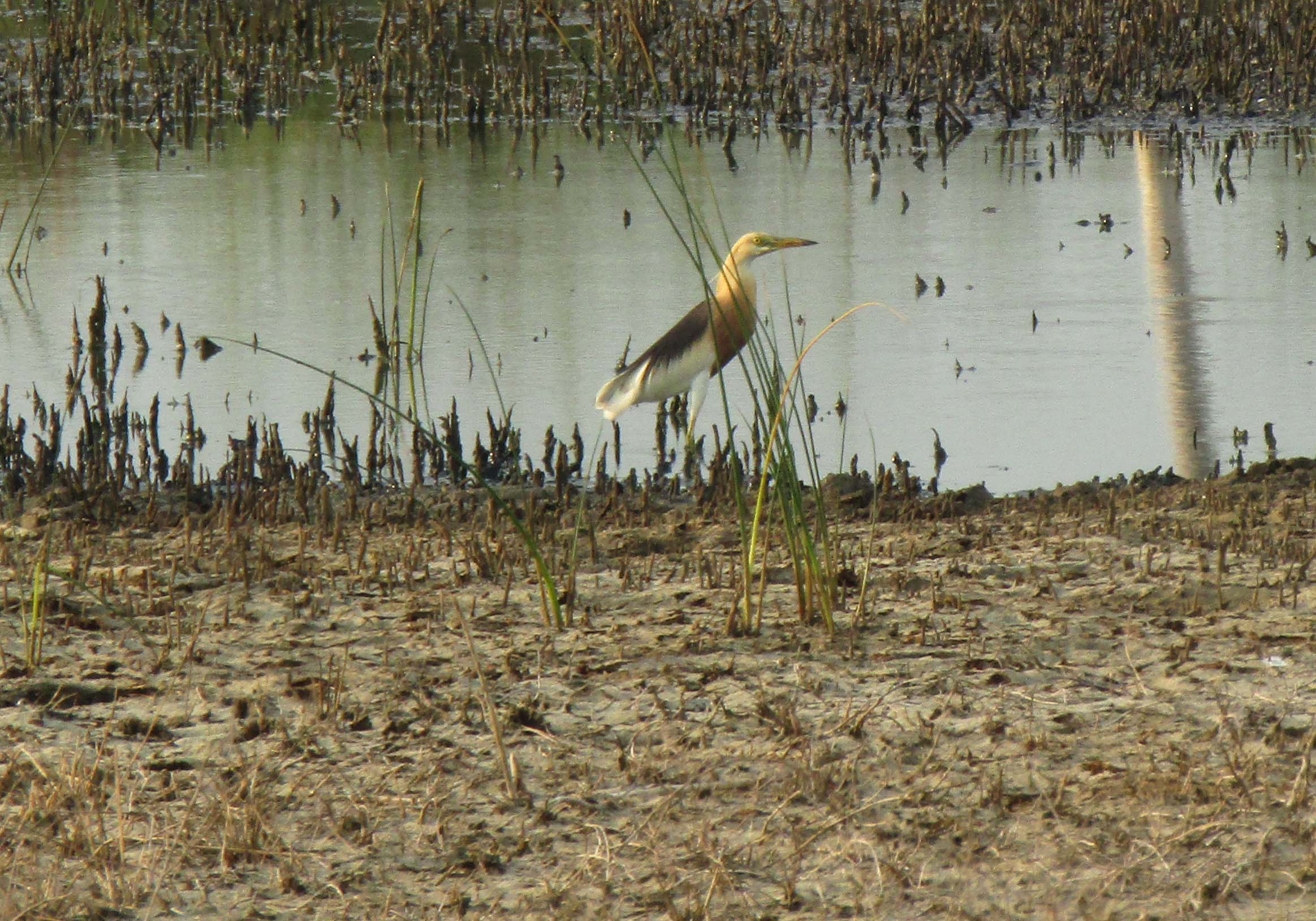 Mengenal Burung Blekok Sawah yang Mudah Dijumpai