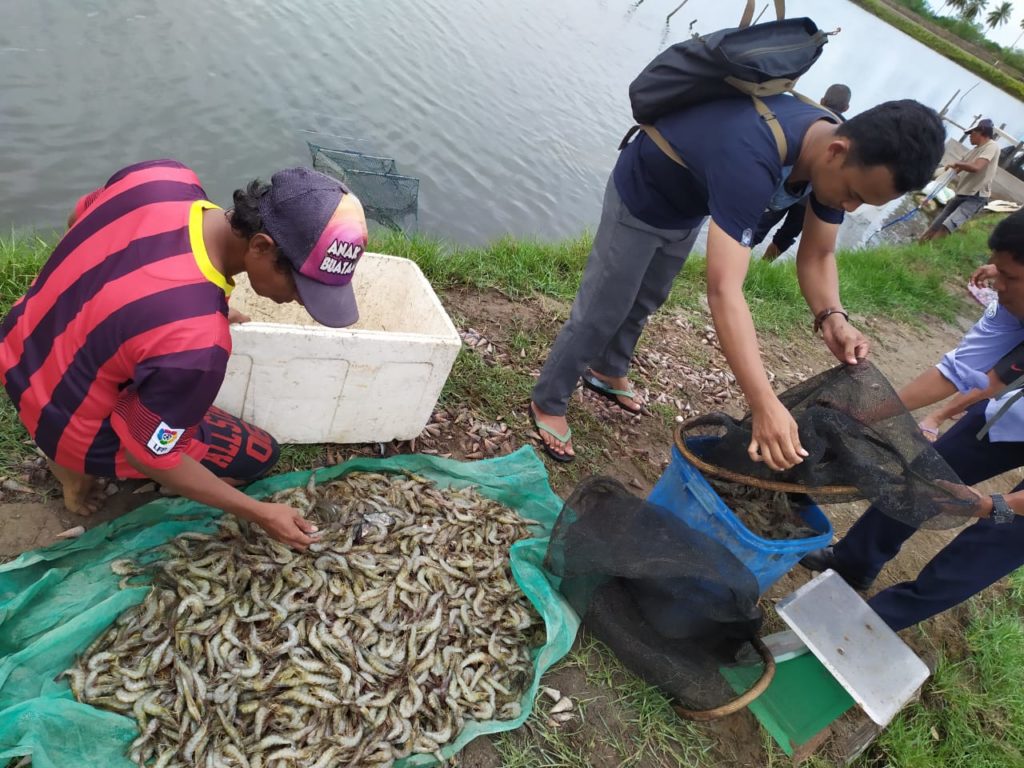 Probiotik RICA, ‘Makhluk Halus’ Penyelamat Tambak di Pangkep