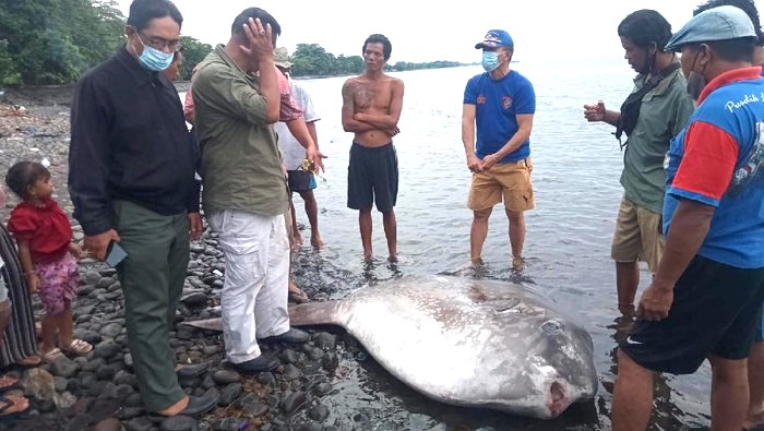 Mola ramsayi Terdampar Mati di Pesisir Bali Utara