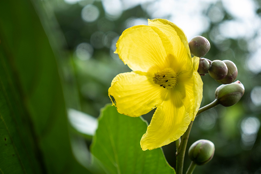 Daun Simpor, Bermanfaat untuk Tubuh dan Melawan Plastik