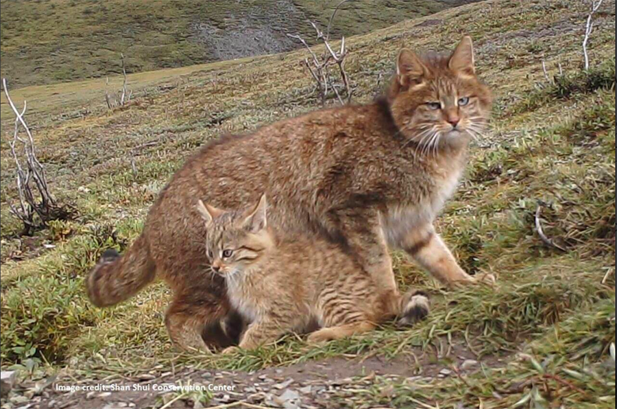 8 Spesies yang Kini Menuju Jurang Kepunahan Gara-gara Kucing
