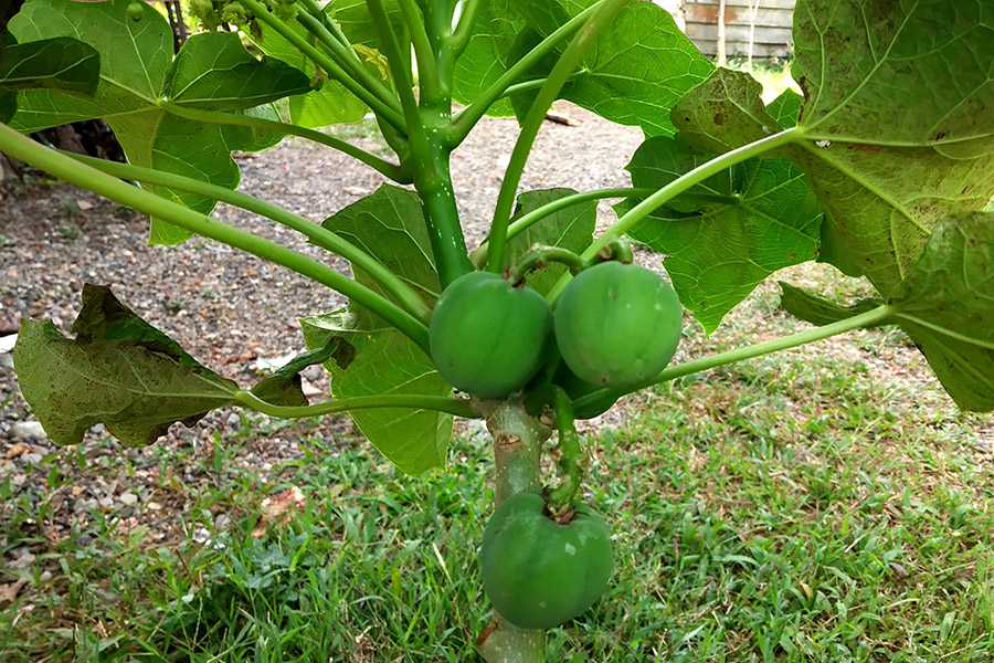 Tanaman Jarak dan Kandasnya Program Kemandirian Energi Sumatera Selatan