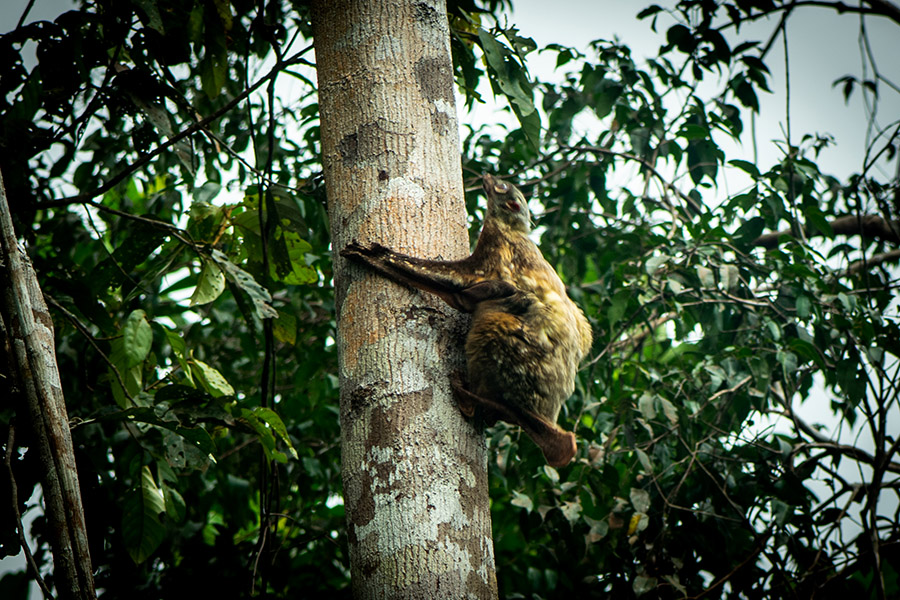 Kubung, Satwa Misterius yang Berkomunikasi dengan Suara Ultrasonik