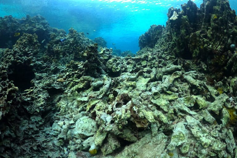 Spons, Biota Laut yang Bermanfaat bagi Manusia
