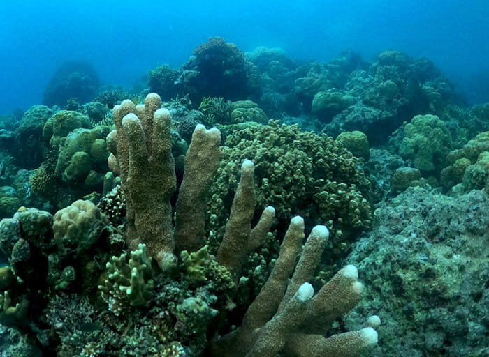 Spons, Biota Laut yang Bermanfaat bagi Manusia