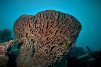Spons, Biota Laut yang Bermanfaat bagi Manusia
