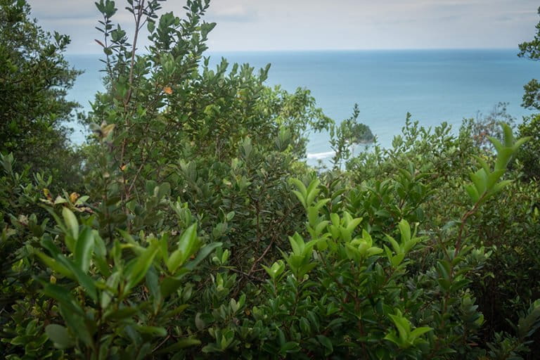 Kernuduk, Tumbuhan Obat Penjaga Keseimbangan Lingkungan