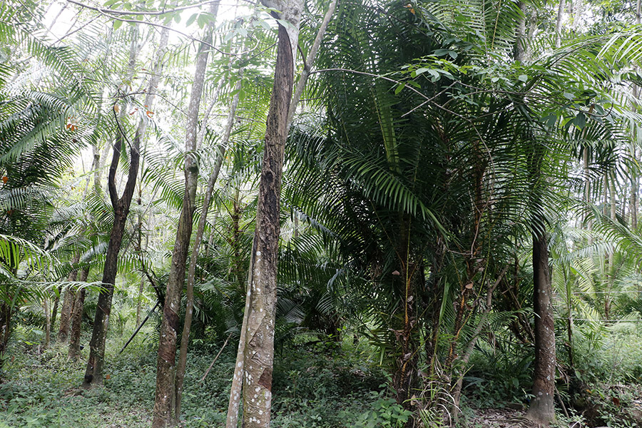 Jernang, Bukan Sembarang Tumbuhan Hutan