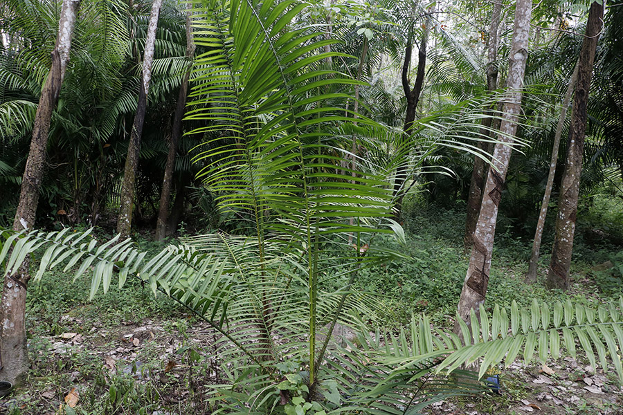 Jernang, Bukan Sembarang Tumbuhan Hutan