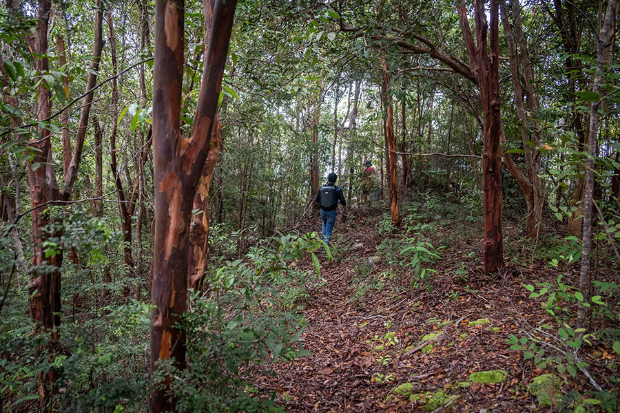 Pelawan, Pohon Unik Warna Merah di Bangka Belitung