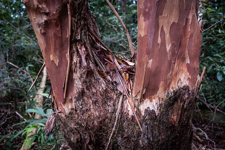 Pelawan, Pohon Unik Warna Merah di Bangka Belitung