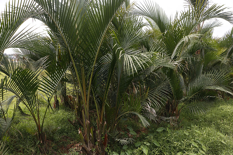 Rumbia, Buah yang Dijuluki Salak Hutan Aceh
