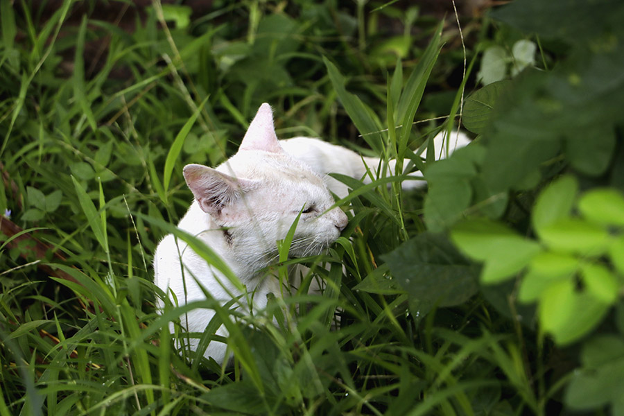Mengapa Kucing Suka Makan Rumput?