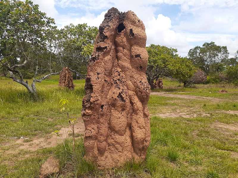 Mengenal Rayap yang Membangun “Katedral” di Merauke