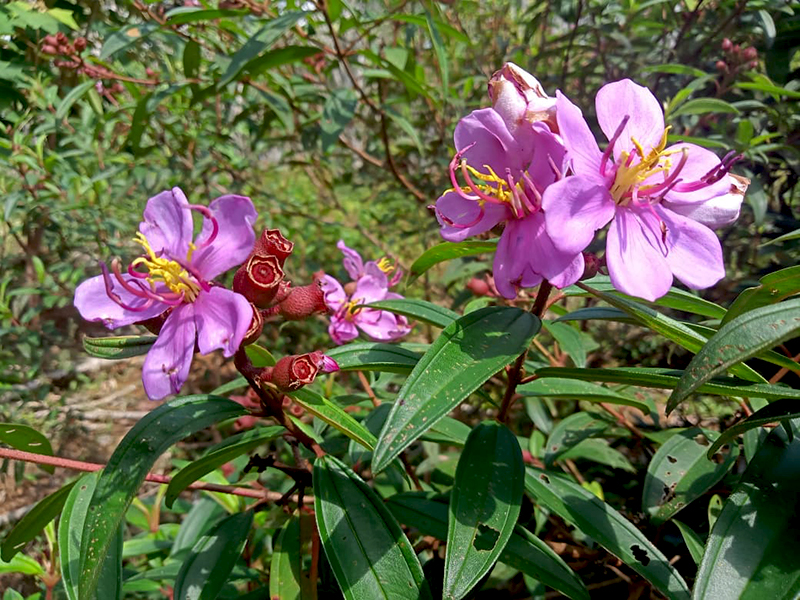 Senduduk, Tumbuhan Bermahkota yang Bermanfaat Sebagai Obat