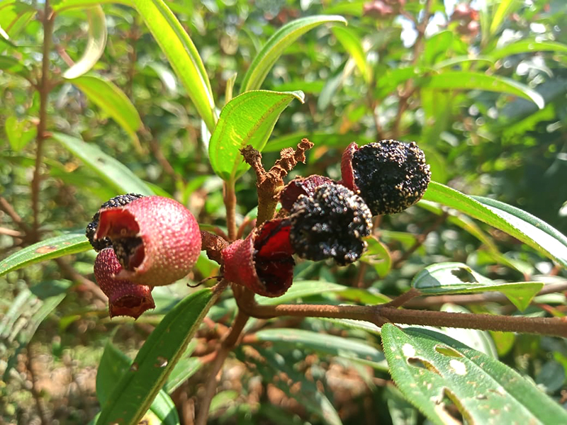 Senduduk, Tumbuhan Bermahkota yang Bermanfaat Sebagai Obat