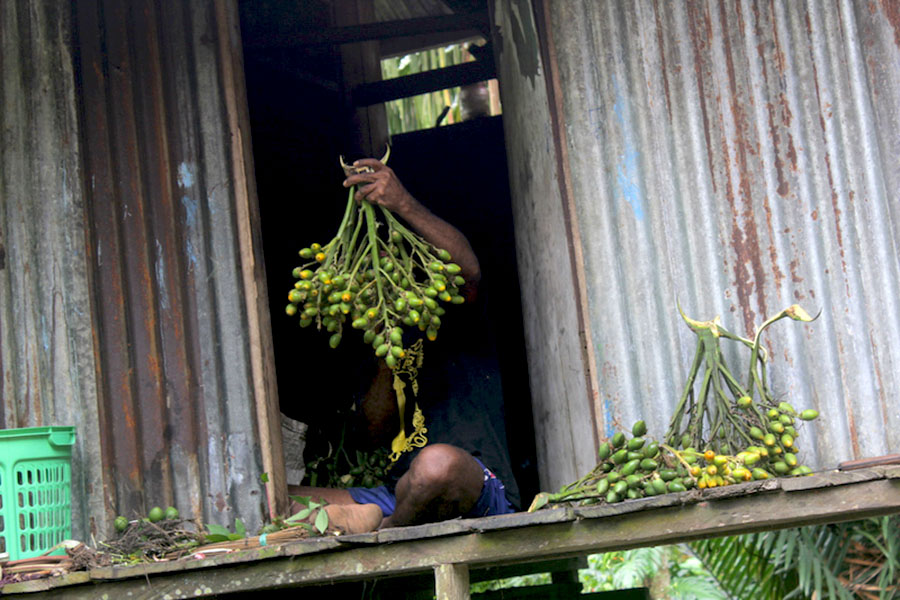Sering Dikunyah Seperti Permen oleh Masyarakat Papua, Ini Manfaat Buah ...