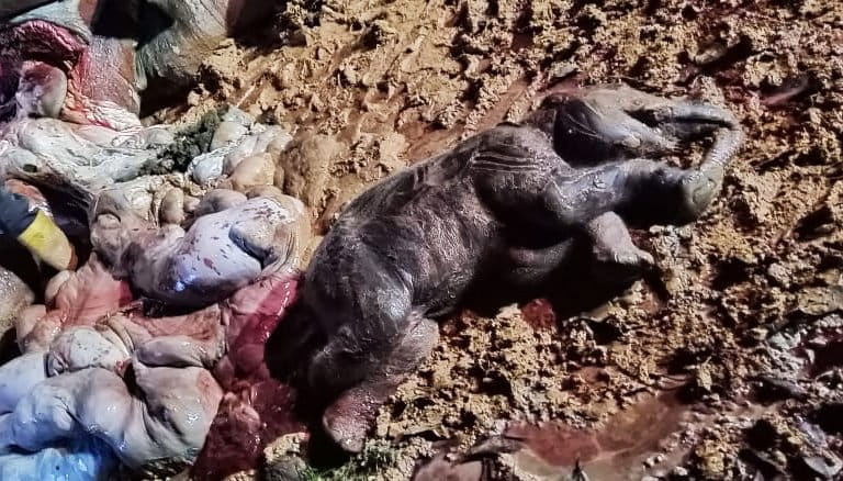 Gajah Hamil Mati dalam Konsesi HTI di Riau, Kena Racun?