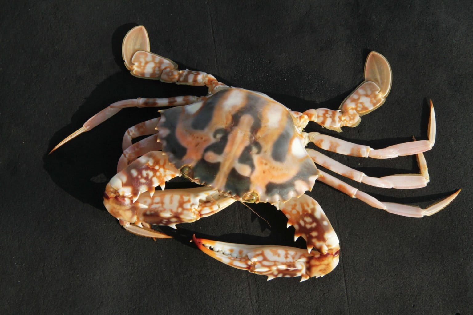 Mengenal Rajungan, Si Kepiting yang Pandai Berenang