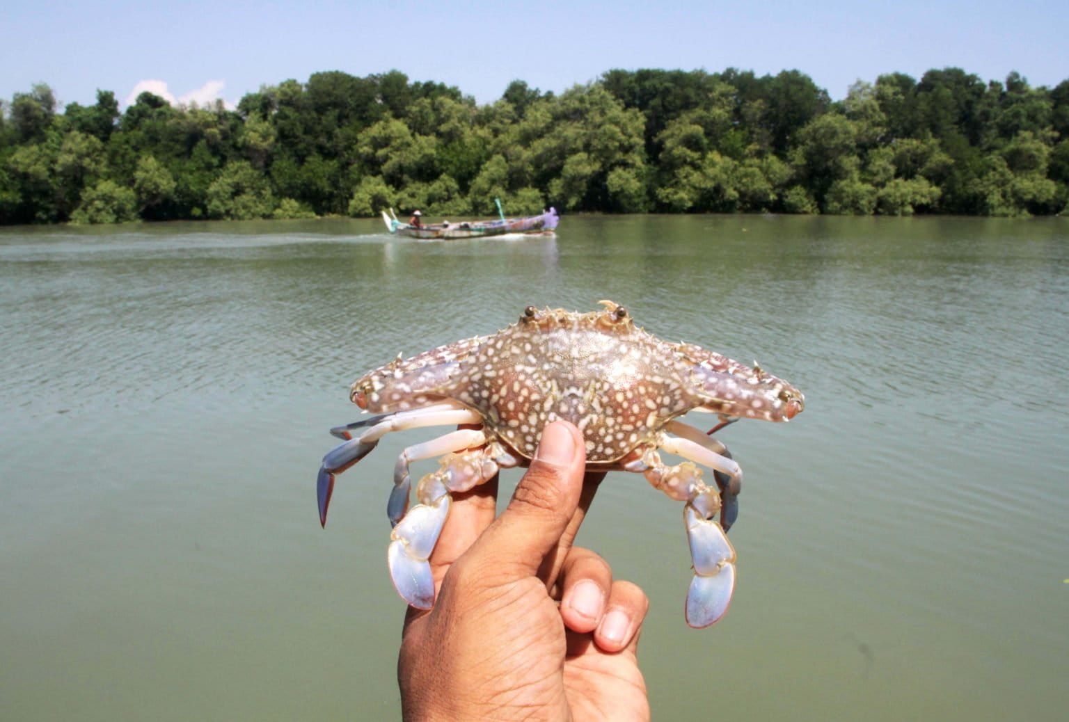 Kepiting dan Rajungan, Apa Perbedaannya?