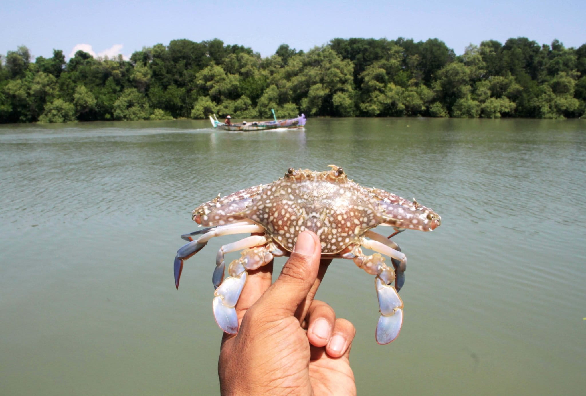 Mengenal Rajungan, Si Kepiting yang Pandai Berenang