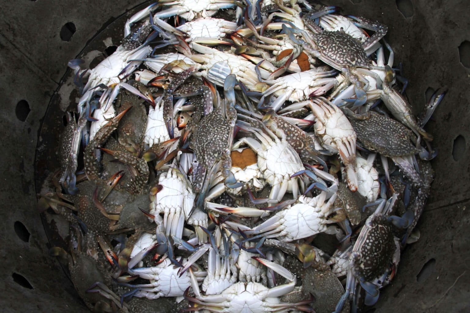 Kepiting dan Rajungan, Apa Perbedaannya?