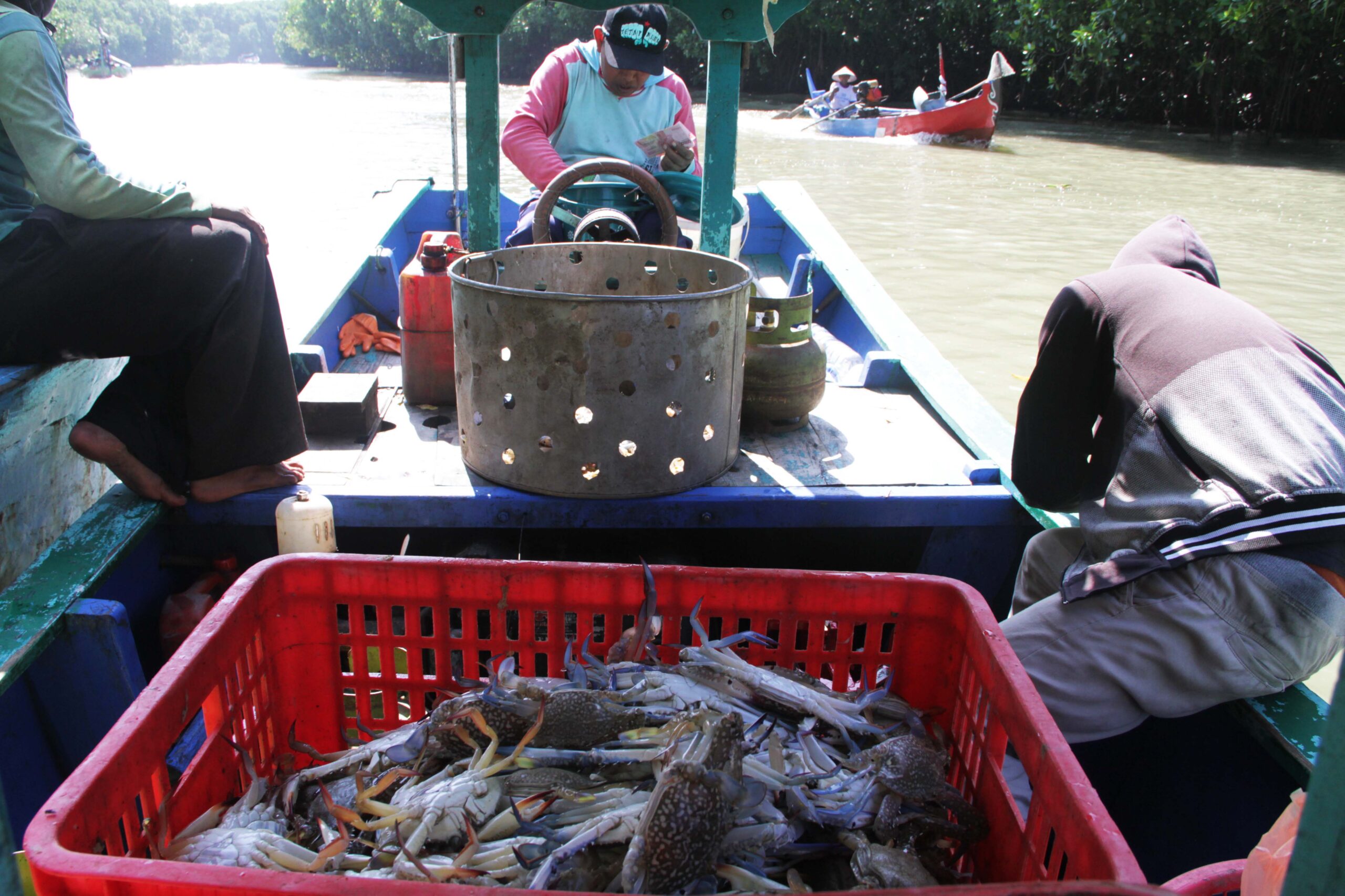 Rajungan: Populer di Luar Negeri, Terancam di Dalam Negeri