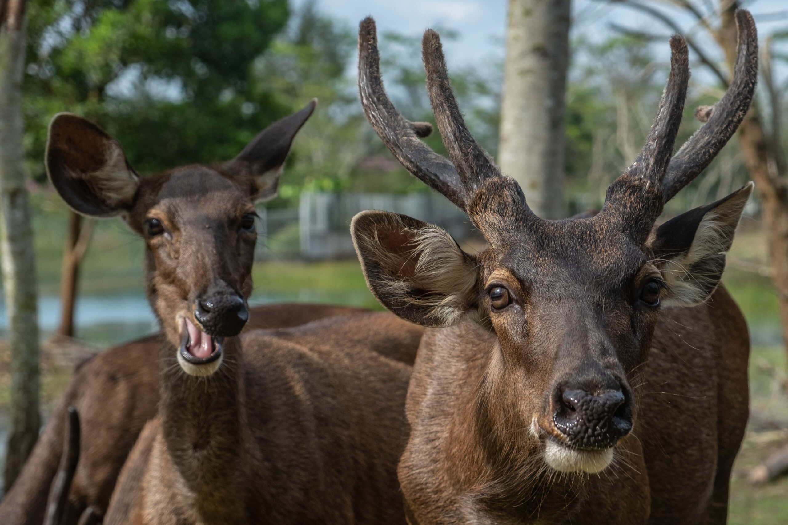Dambus dan Kelestarian Rusa Sambar di Pulau Bangka