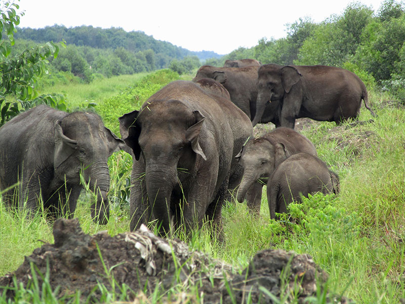 Menjaga Gajah Sumatera Tersisa di Padang Sugihan