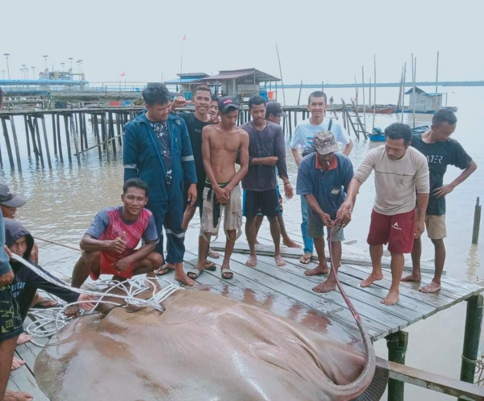 Pari Sungai Raksasa Langka Masuk Jaring Nelayan di Meranti