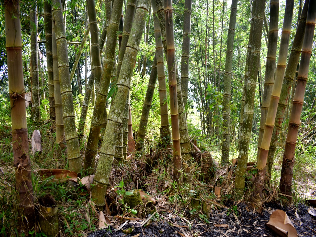 Retha, Perempuan Muda Pioner Pembibitan Bambu di Ngada