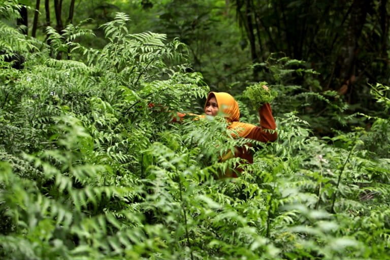 Pakis Sayur, Tumbuhan Hutan yang Enak Dibikin Sayuran