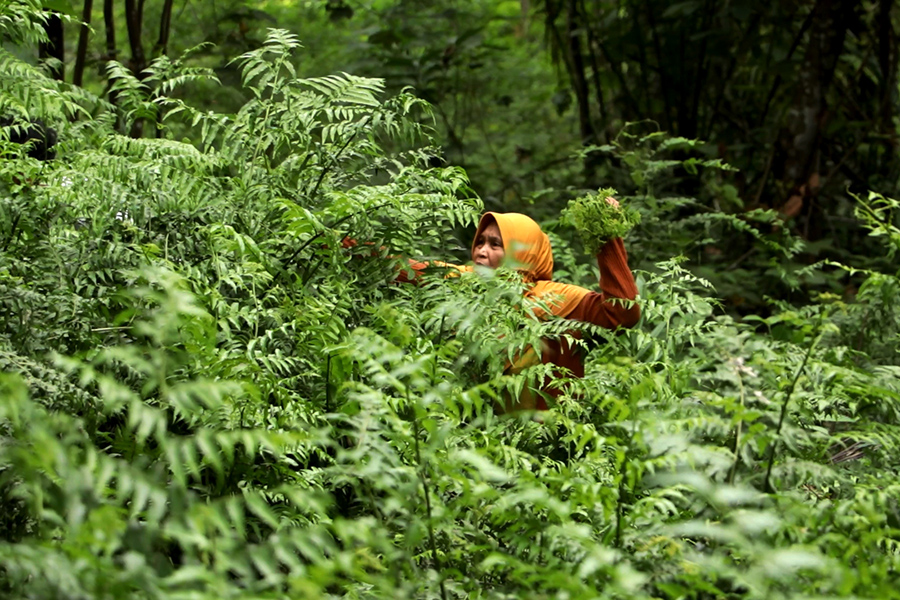 Pakis Sayur, Tumbuhan Hutan yang Enak Dibikin Sayuran