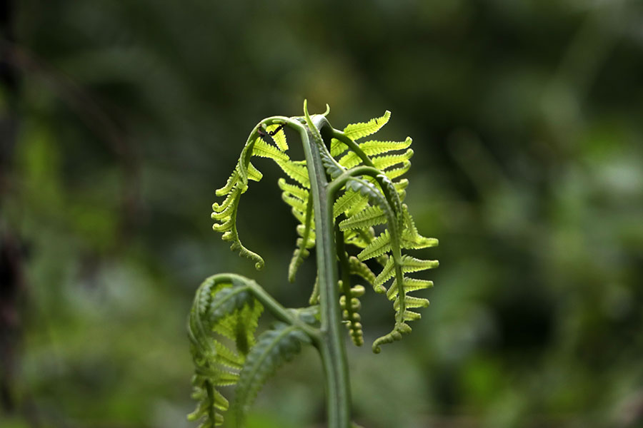Pakis Sayur, Tumbuhan Hutan yang Enak Dibikin Sayuran