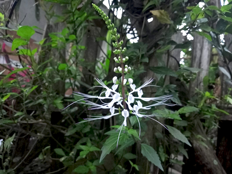 Mengapa Tumbuhan Ini Dinamakan Kumis Kucing?