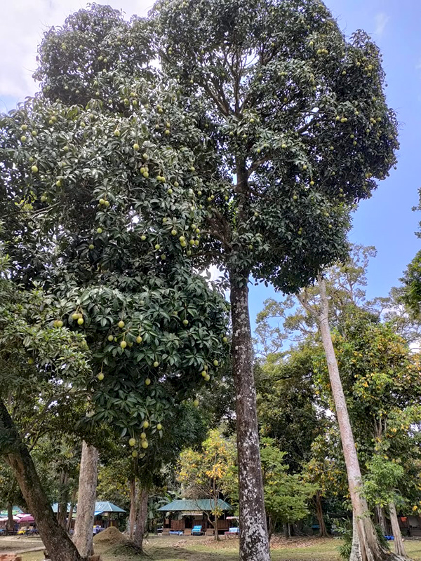 Bacang, Kerabat Mangga yang Sering Dibuat Sambal