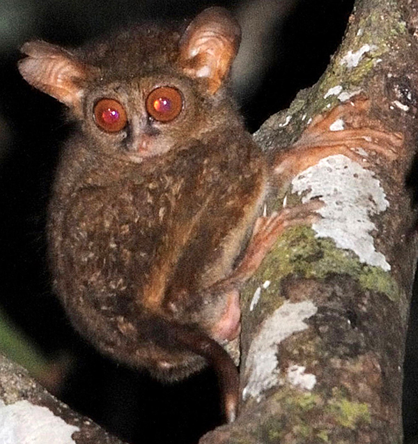 Mengenal Tarsius supriatnai, Maskot Asian Mini Football Championship di ...