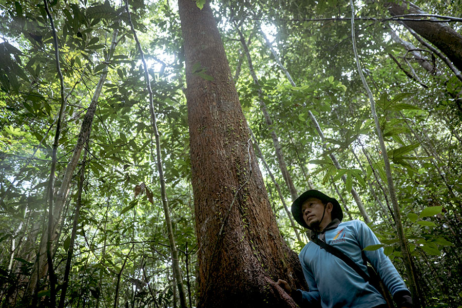 Mitos yang Menjaga Kelestarian Rimba Mambang