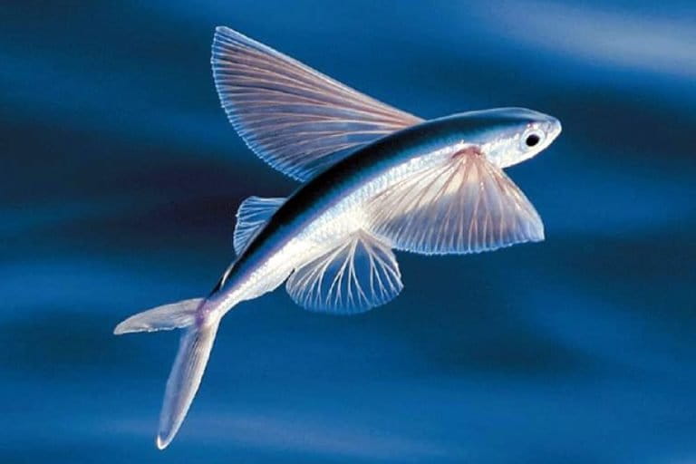 Temuan Fosil Buktikan Evolusi Ikan Terbang untuk Hindari Kejaran Predator