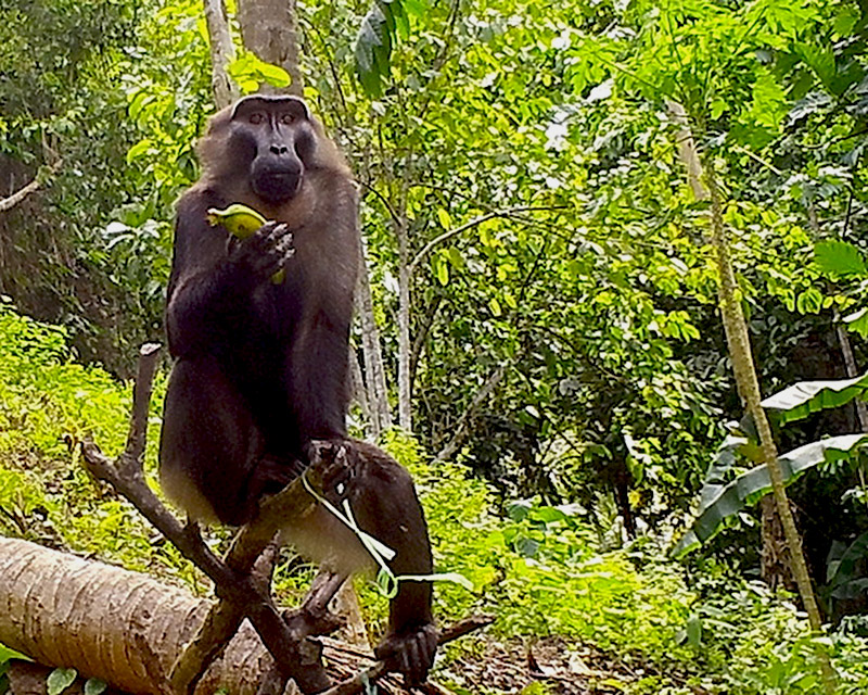 Monyet Togean yang Sering Luput dari Perhatian