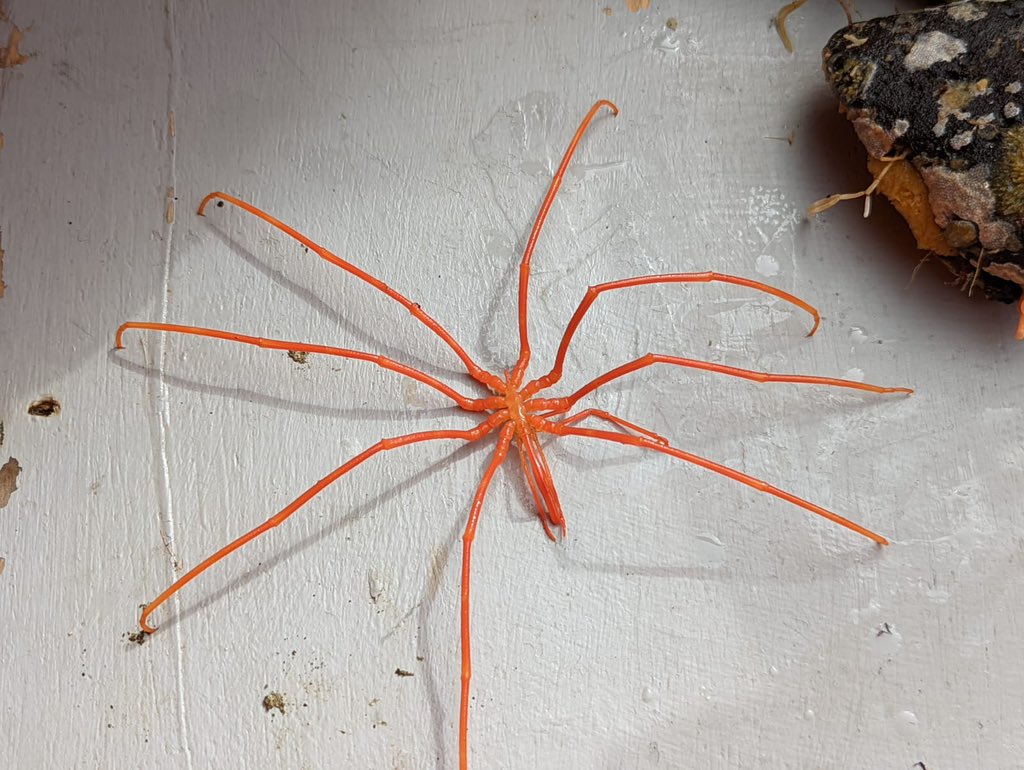 Snailfish Tembus Pandang Muncul di Kedalaman Es Alaska