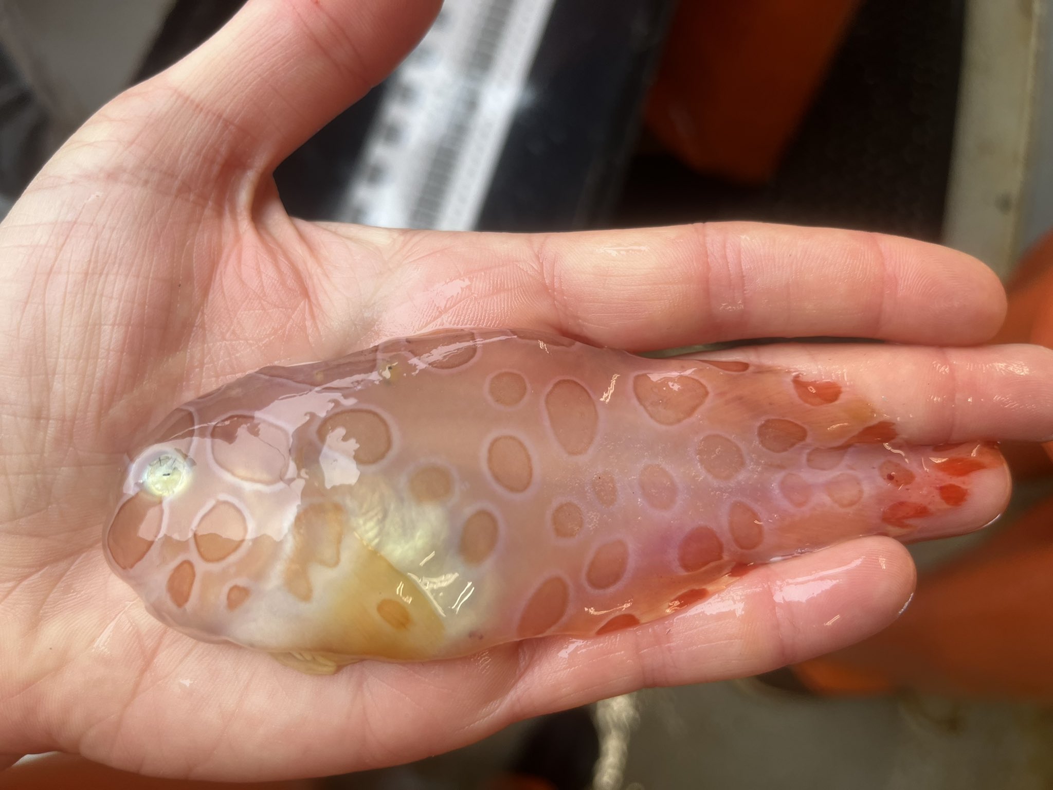 Snailfish Tembus Pandang Muncul di Kedalaman Es Alaska