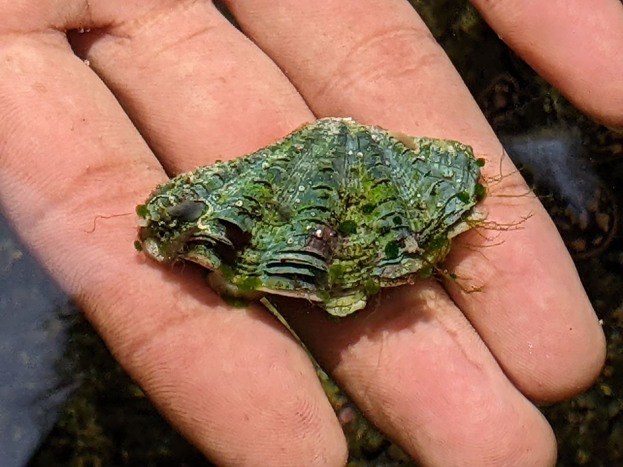 Melongok Budidaya Kima dan Kehidupan Nelayan di Pesisir Desa Tembok