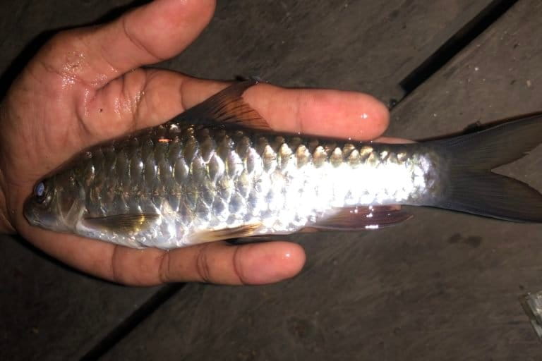 Spesies Ikan Air Tawar Terancam Punah di Indonesia