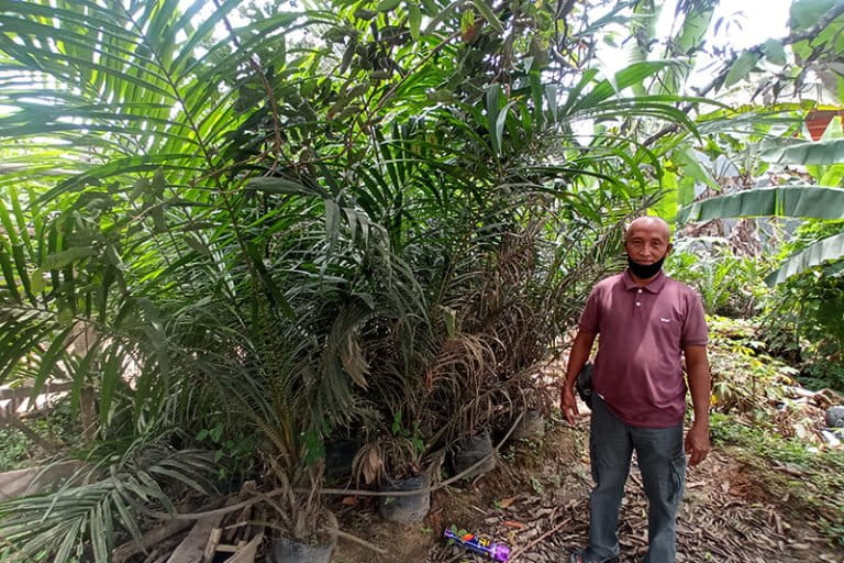 Petani Kecil Punya Panduan Bebas Deforestasi, Seperti Apa?