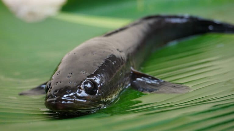 Foto: Gabus, Ikan Favorit di Sungai Musi