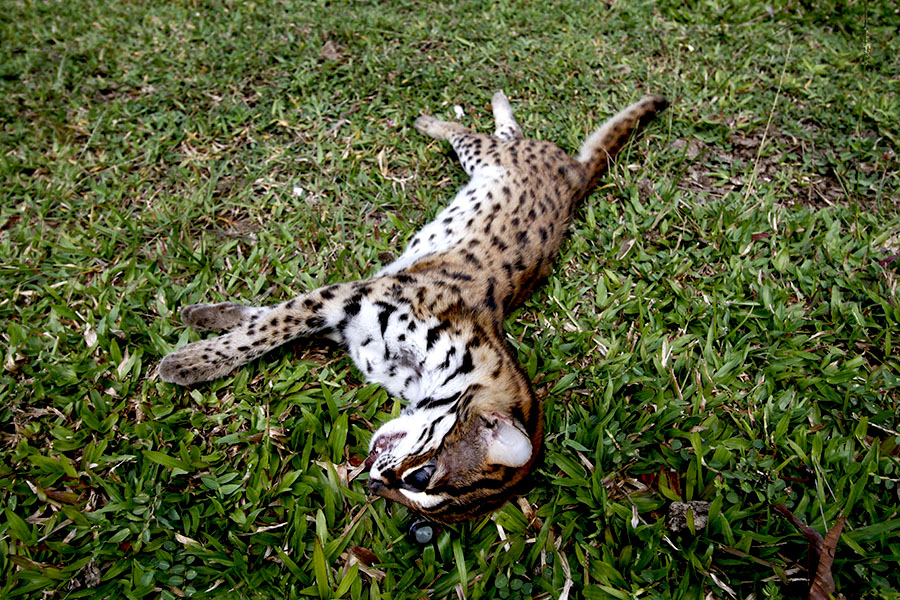 Rawa Tripa, Hutan Gambut Habitatnya Kucing Liar