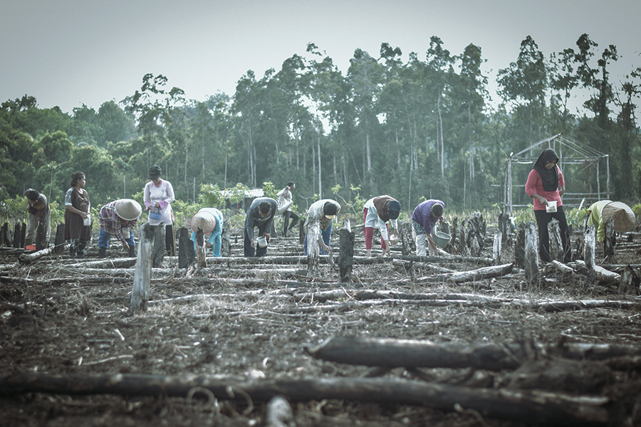 Tapai Pulut dan Olahan Fermentasi untuk Kesehatan Manusia