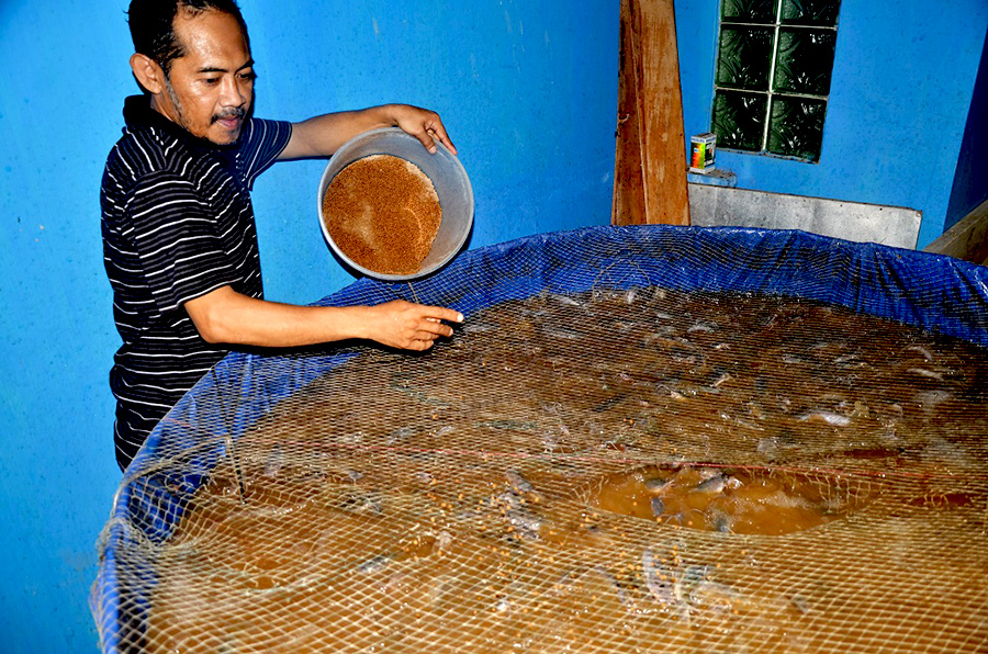 Bioflok, Teknologi Budidaya Ikan Lebih Sehat dan Menjanjikan